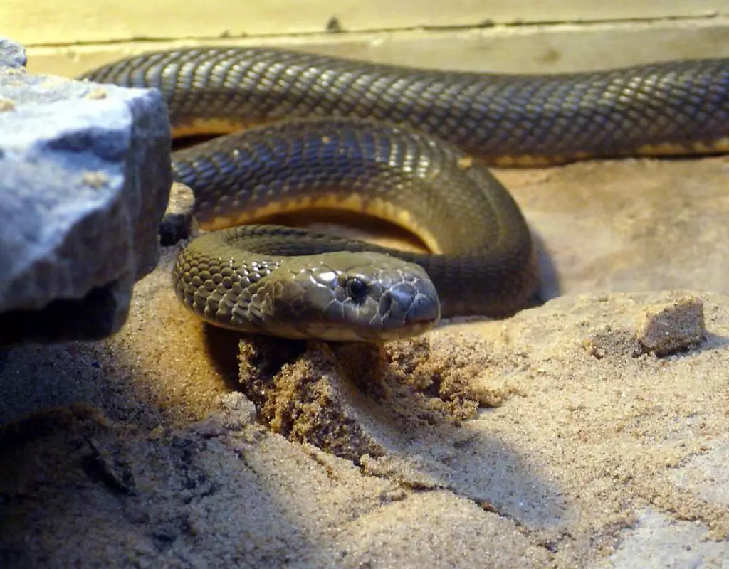 Se se perturba, a cobra levanta a parte frontal do corpo ata 1/3 da súa lonxitude, expandindo o pescozo e a parte adxacente do corpo e emite un forte asubío.