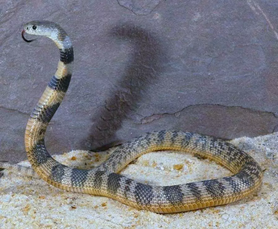 Antes da mordedura, a cobra nun primeiro momento simplemente intenta asustar ao inimigo e inflixe unha mordedura falsa, sobresaíndo bruscamente cara a parte dianteira do corpo, protexendo os dentes velenosos da rotura.