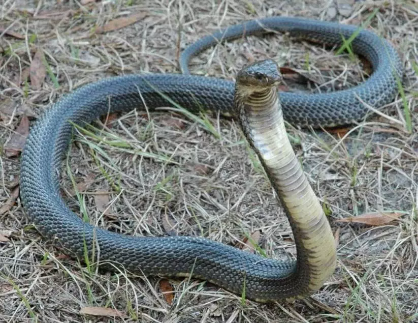 O veleno da cobra de Asia Central provoca parálise do centro respiratorio e dos músculos, prodúcese a morte.