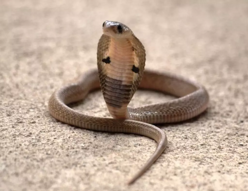 O veleno de cobra úsase na preparación de medicamentos e en bioloxía experimental.