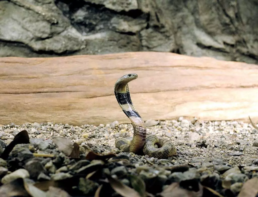 Na natureza, o número de cobras de Asia central é baixo, polo que están suxeitos a protección.