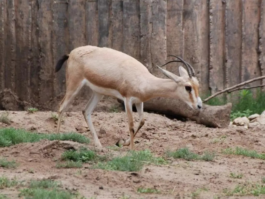 Pješčana gazela (Gazella leptoceros).