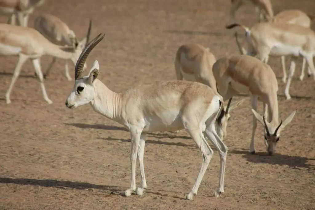 Gazelle iyanrin n ṣe iboju boju oju ti o buruju, alemo iru dudu, ati awọn agbọn ti o gbooro lati yago fun rirọ sinu iyanrin.