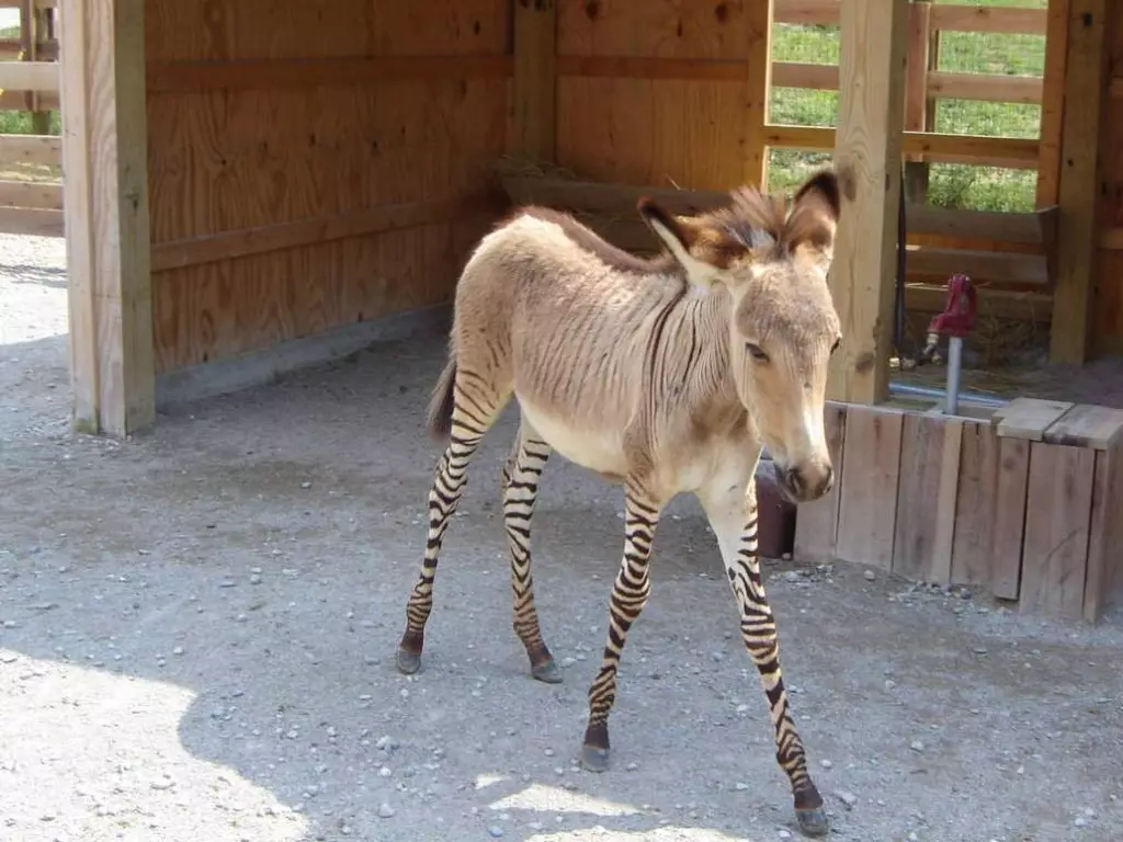 Das kleine Fohlen wurde zu einem wahren Wunder, denn es sah aus wie ein Esel mit Streifen wie ein Zebra.