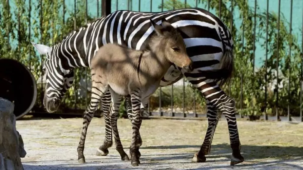 El primer donkra va néixer en un zoo xinès el 2011.