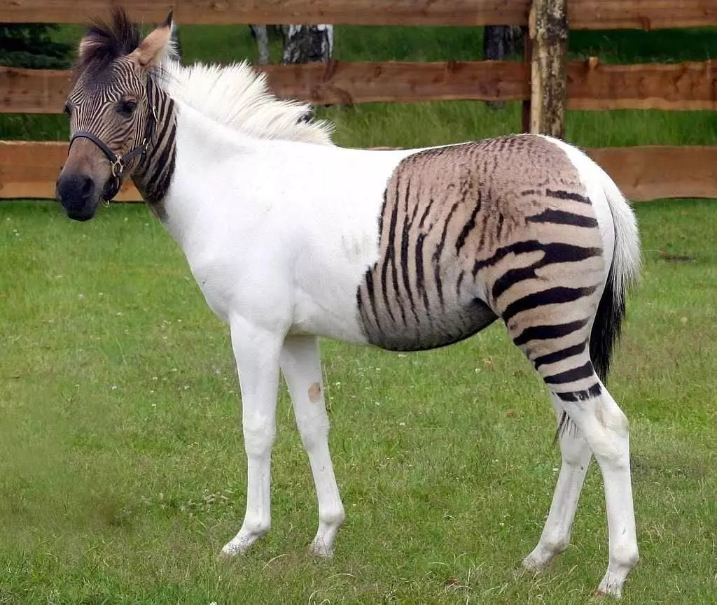 Auf ganz natürliche Weise entstand ein Esel-Zebra-Hybrid namens Donkra.