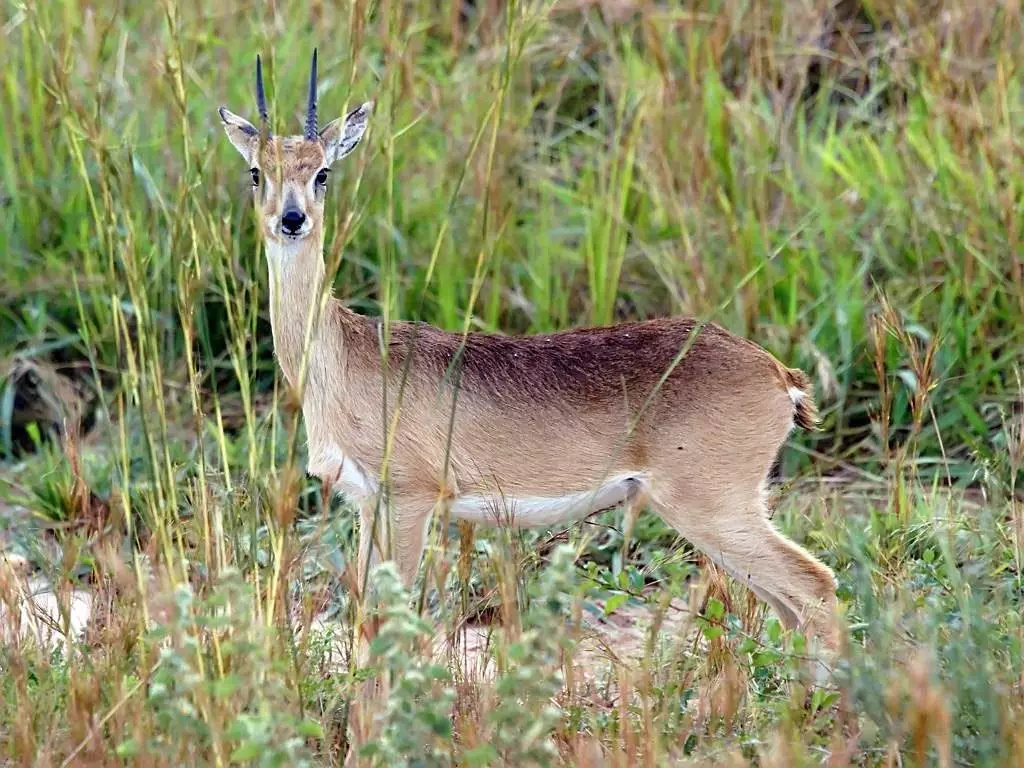 Oribi (Ourebia ourebi).