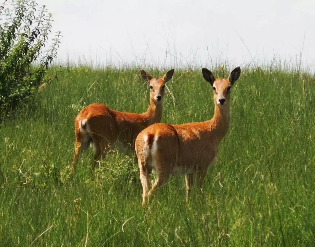 Les oribi vivent en couples ou en groupes constitués d'un mâle et de plusieurs femelles.