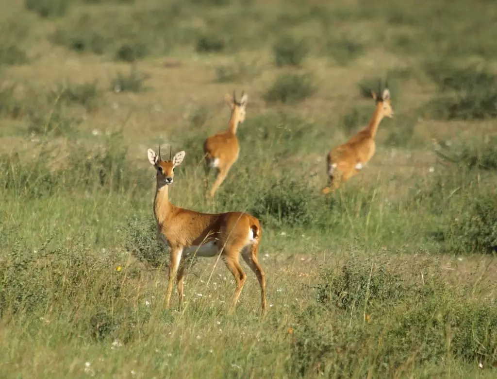 Oribi wis adaptasi supaya bisa urip lan uwal saka predator kanthi ndhelik ing suket sing dhuwur.