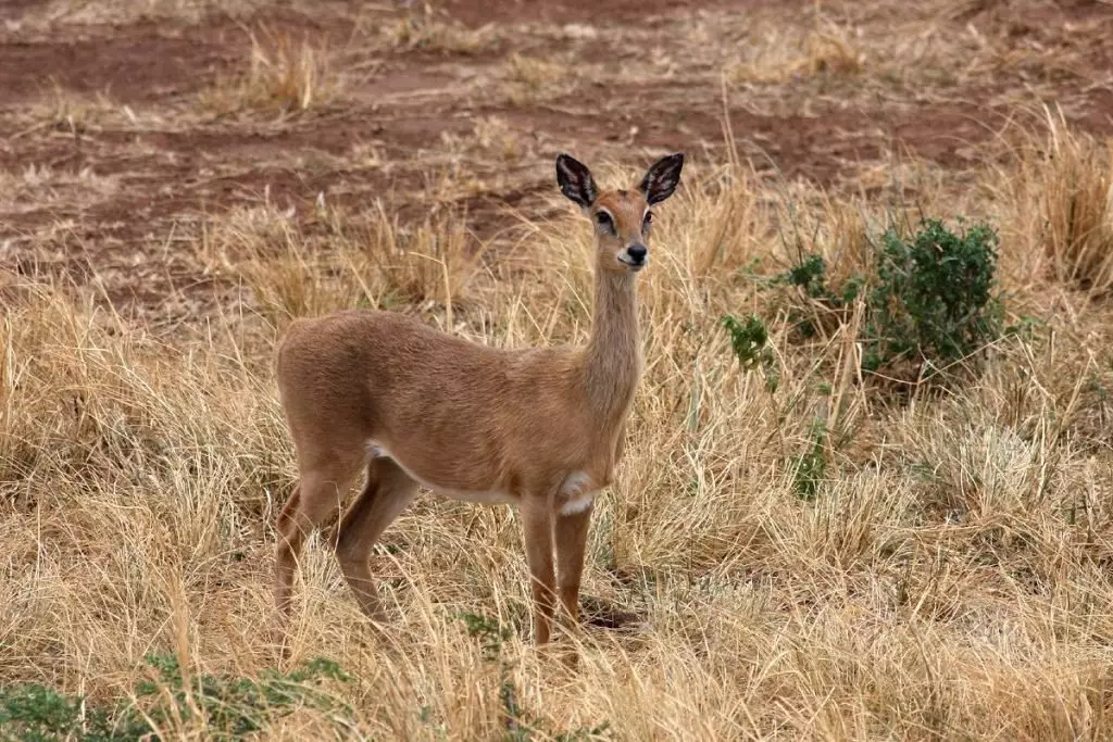 Oribi huwindwa na wakazi wa eneo hilo kwa nyama yao tamu.