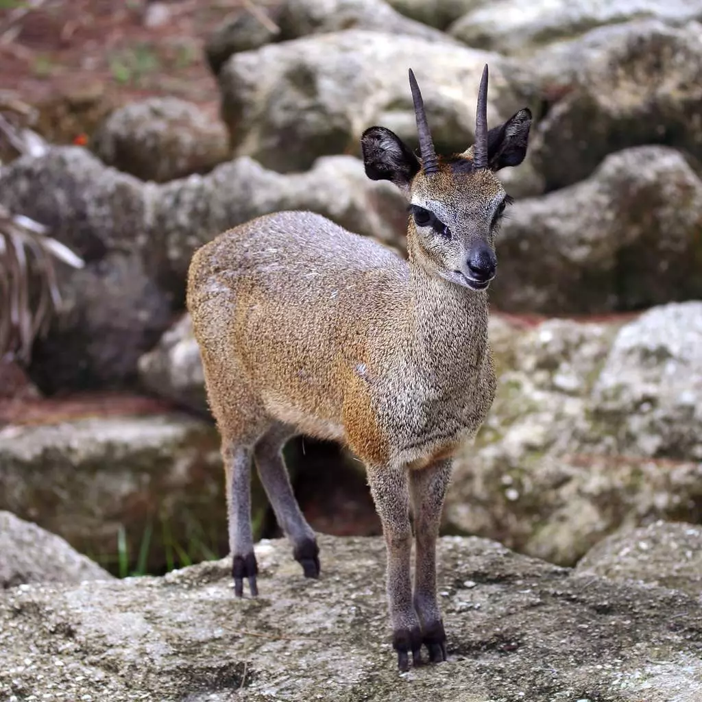 Hoppantilope (Oreotragus oreotragus).