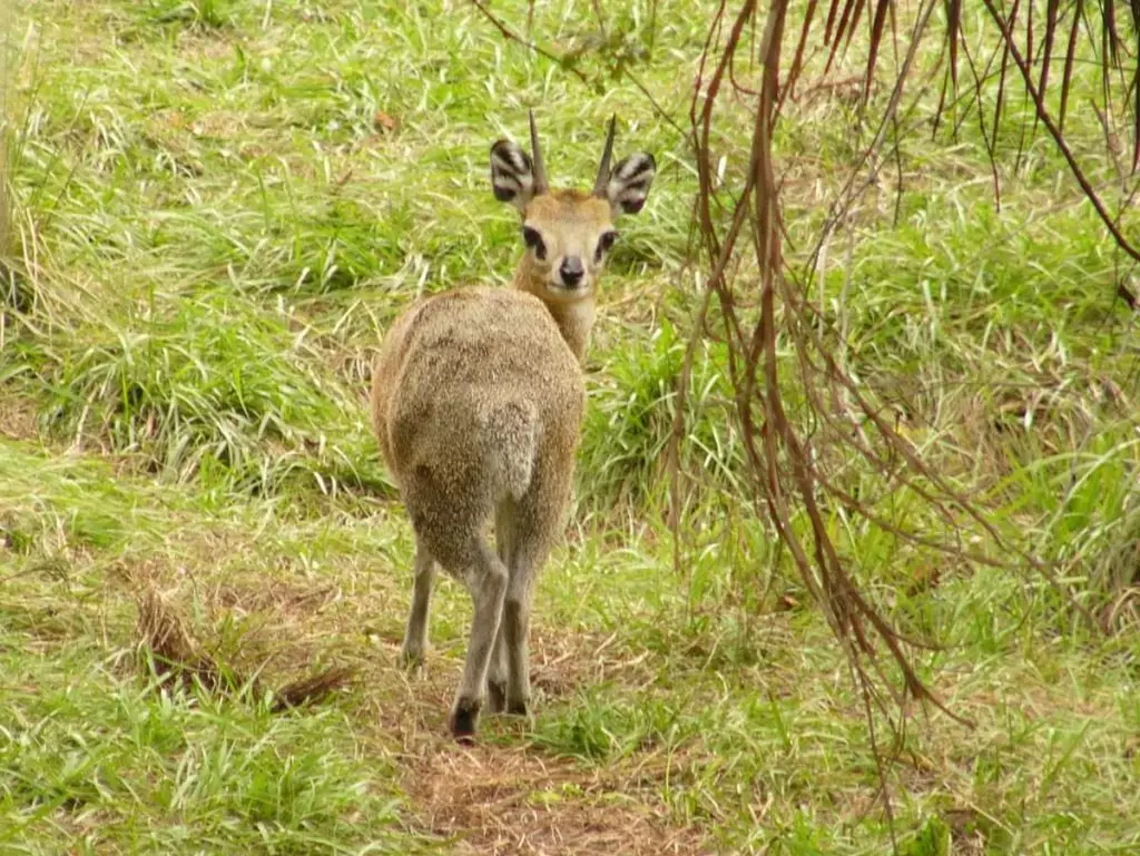 Hovedfiendene til den hoppende antilopen er gepardene, som de krysser i de østlige bakkene til de kenyanske fjellene og Tanzania.