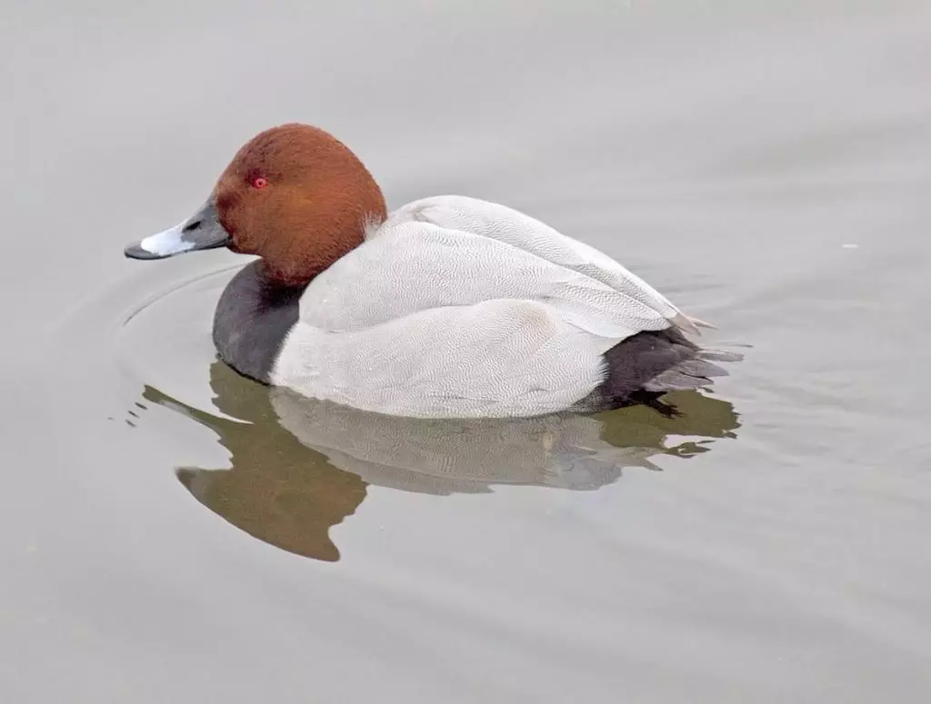 Kačica červenohlavá (Aythya ferina)