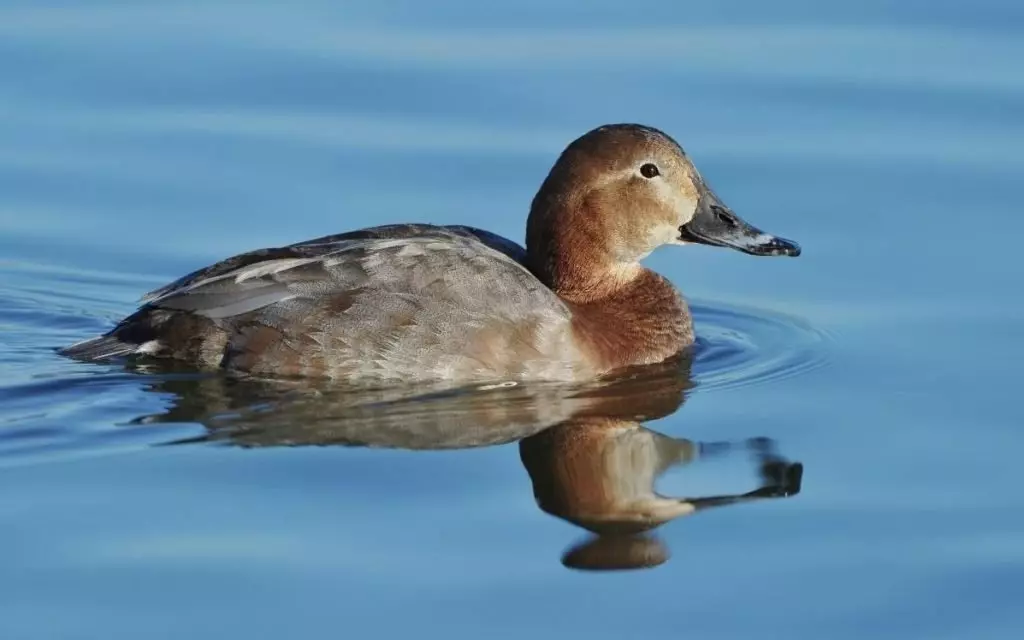 Kačica červenohlavá (Aythya ferina)