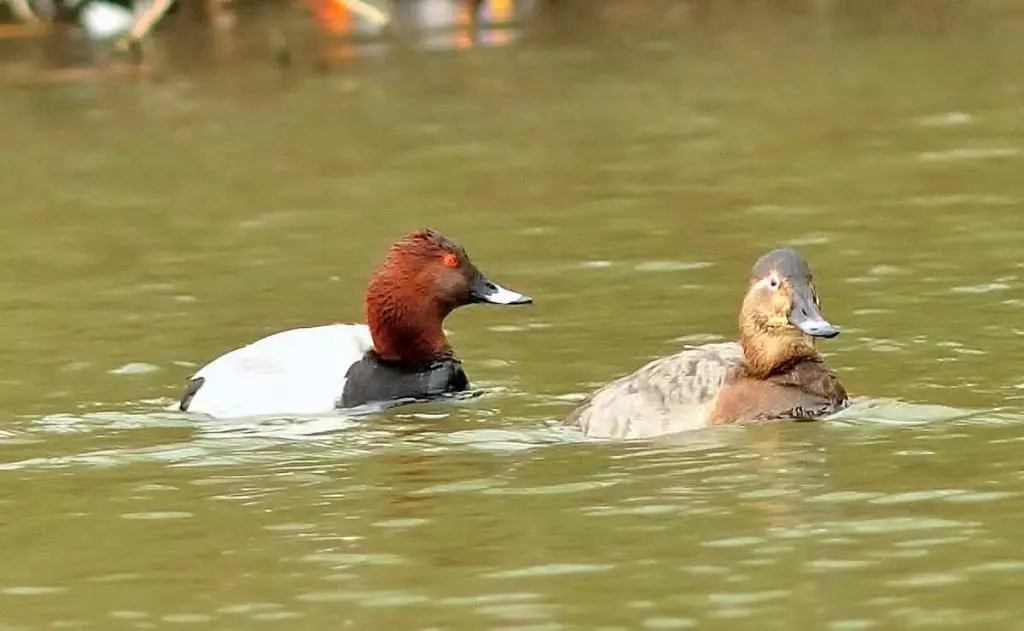 Kačica červenohlavá (Aythya ferina)