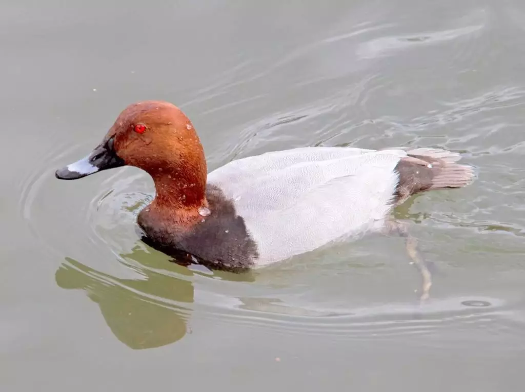 Red-headed Duck (Aythya ferina)