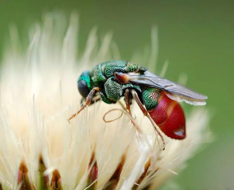 Veliki Parnopes grandior.