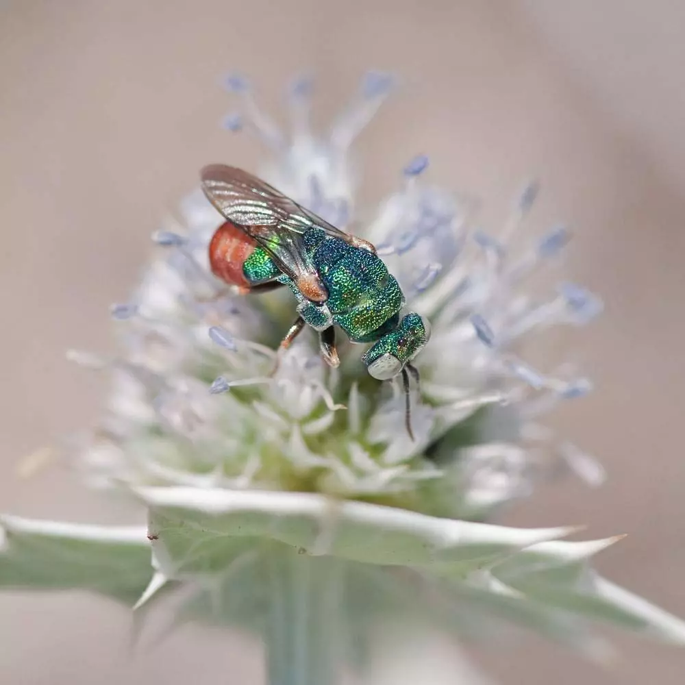 Le grand parnoparasite est un kleptoparasite des guêpes fouisseuses - bembeks.