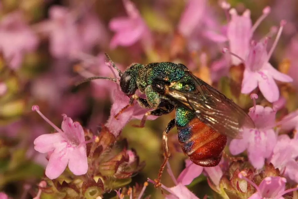 Il declino della popolazione di cani di Falloppio si verifica a causa dell'aratura e dell'irrigazione delle sabbie fluviali, della crescita eccessiva delle aree sabbiose e dell'uso di pesticidi.