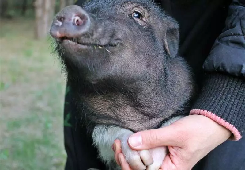 Contràriament a la creença popular, els porcs es troben entre els animals més intel·ligents.