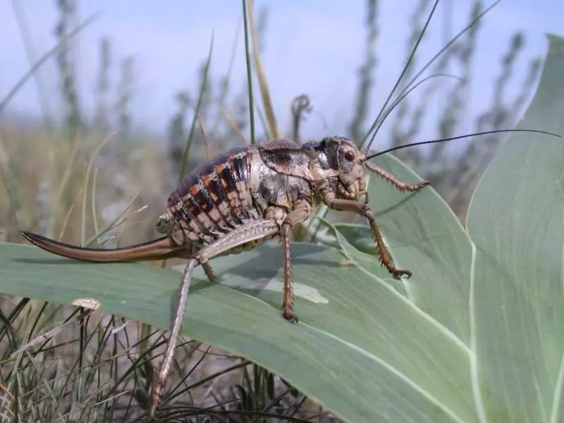 Дебел Палас (Deracantha onos).