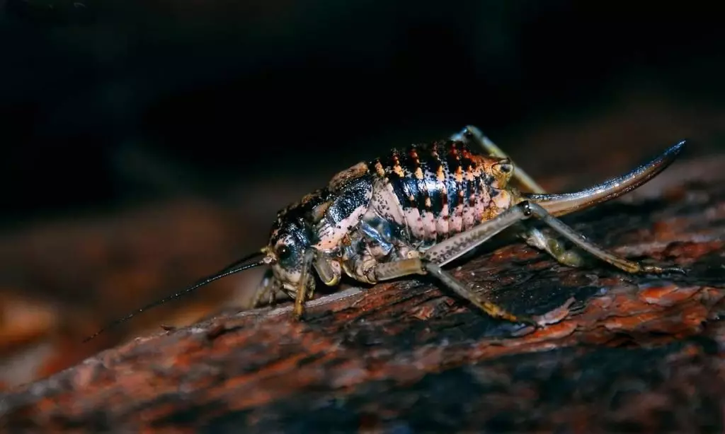 Pallas kaniner matar på en mängd olika växter, inklusive spannmål, plantaner och rester av stora insekter.