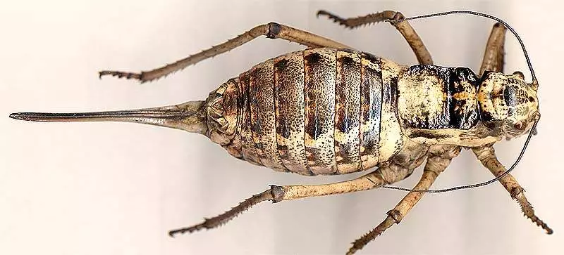 Pallas dicke Männer haben sehr langsame Bewegungen, sie haben keine Sprungfähigkeit und können in einer grasbewachsenen Vegetation leben.