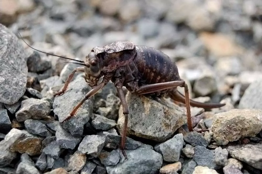 Skillnaden mellan ljusa och mörka Pallas -fetter.