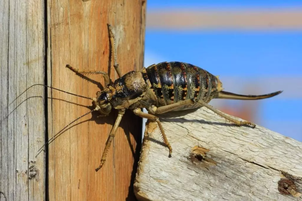 Fat Pallas ist eine sehr übergewichtige und ungeschickte Insektenart.