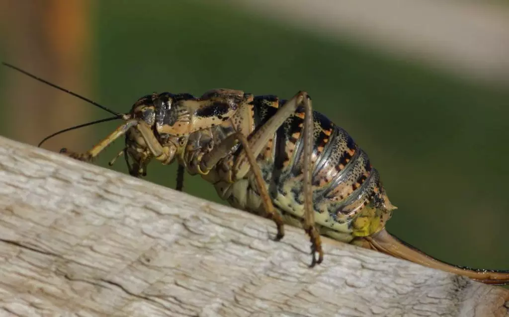 Fälle von Kannibalismus wurden beobachtet, als mehrere Individuen von Pallas' dicken Männern in Gefangenschaft gehalten wurden.