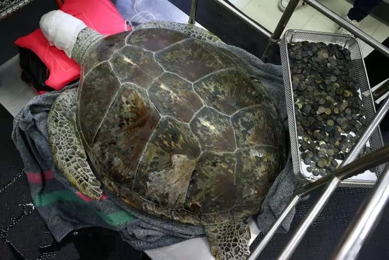 Dallo stomaco di questa tartaruga, i chirurghi thailandesi hanno estratto molte monete.