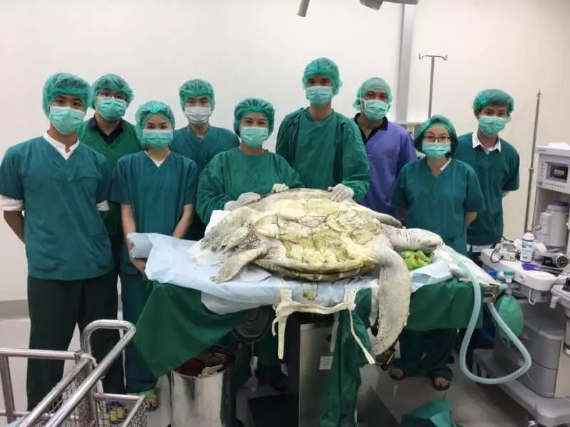 Thai Veterinairen hunn decidéiert eng Gedenkfoto mat enger Schwäin Schildkröt ze maachen.