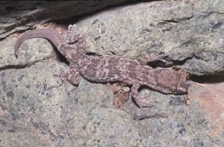 O le gecko gecko nofo i toafa ma semi-toafa. E mau i papa i lalo o papa maa.