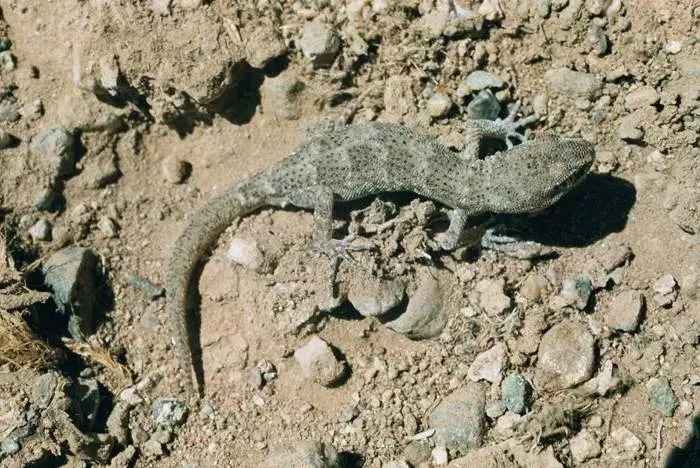 O le gecko gecko o se mea seasea, vaapiapi-ituaiga meaola ituaiga.