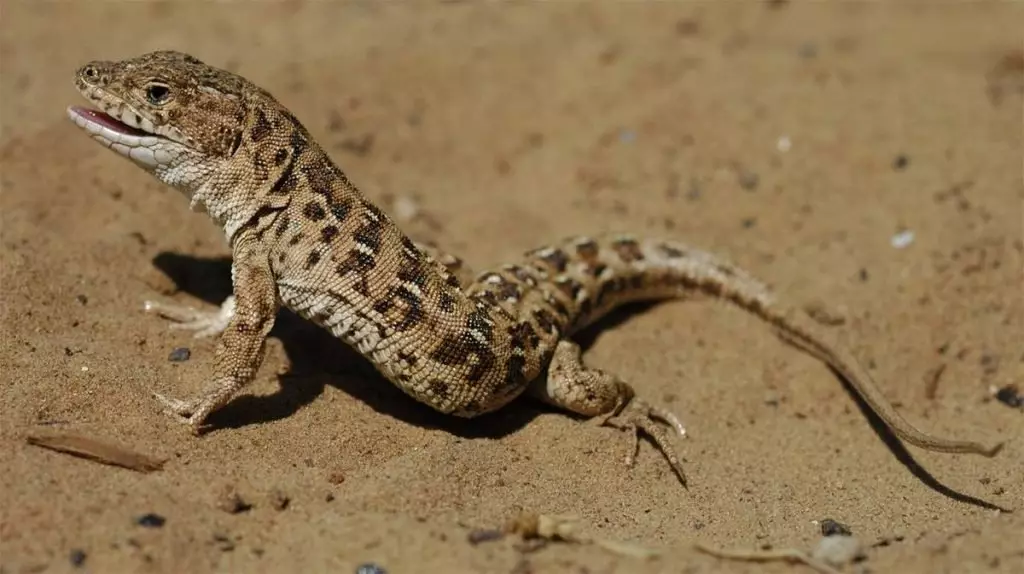 Umuserebanya w'amabara menshi (Eremias arguta).