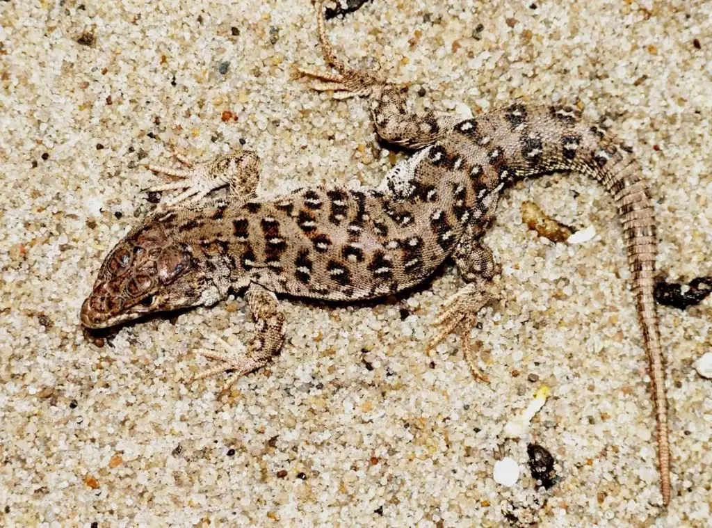 Com a habitatge, el colorit llangardaix utilitza caus de gripaus, rosegadors, tortugues, així com esquerdes al terra.