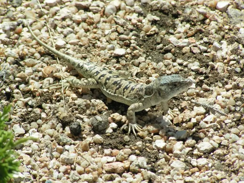 El llangardaix multicolor és una mascota activa.