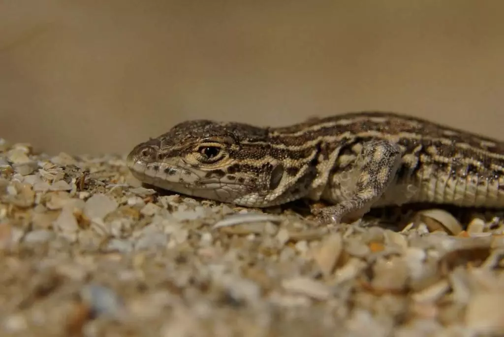 A febre aftosa multicolorida pode ser tratada em casa. O animal não é caprichoso de cuidar.