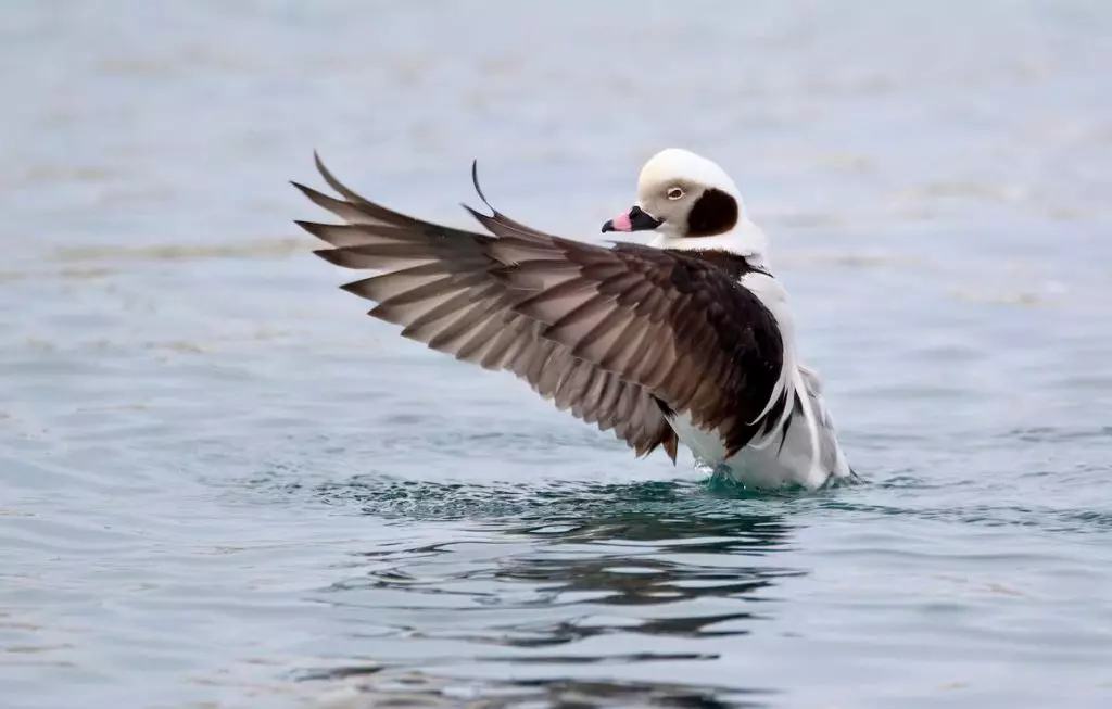 Laangstaart Enten (Clangula hyemalis)