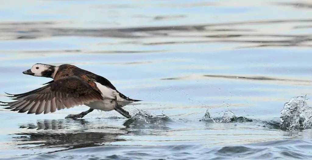 Lacha earball fada (Clangula hyemalis)