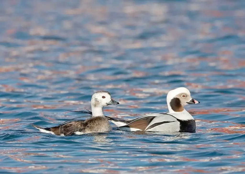 Laangstaart Enten (Clangula hyemalis)