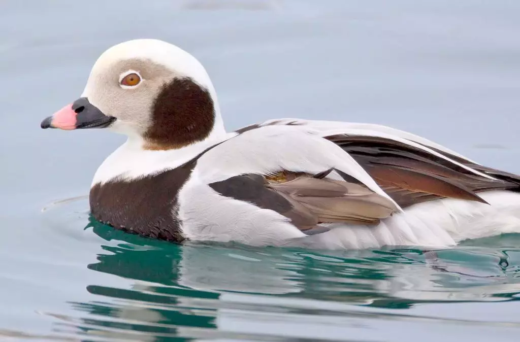 Langstert eend (Clangula hyemalis)