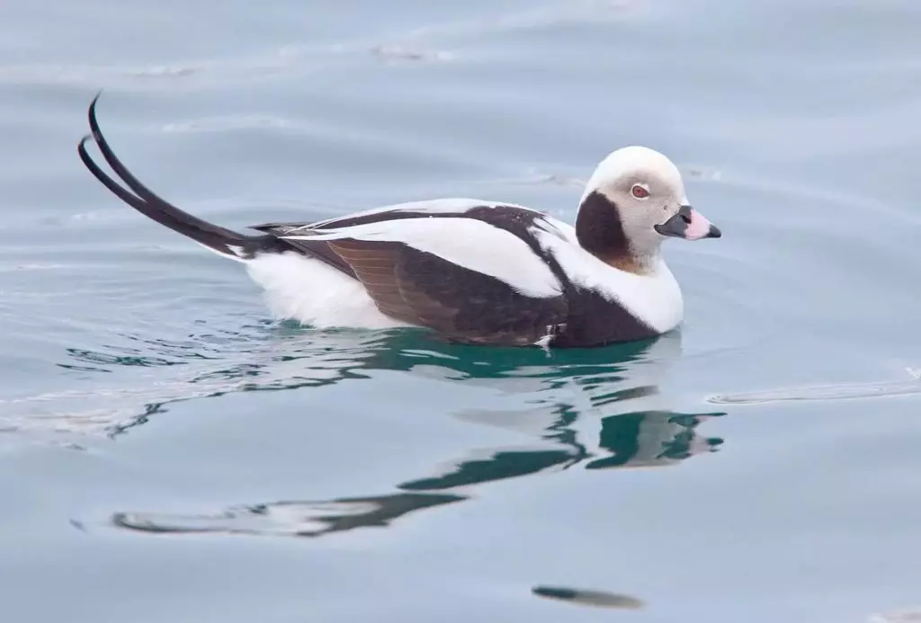 コオリガモ（Clangula hyemalis）