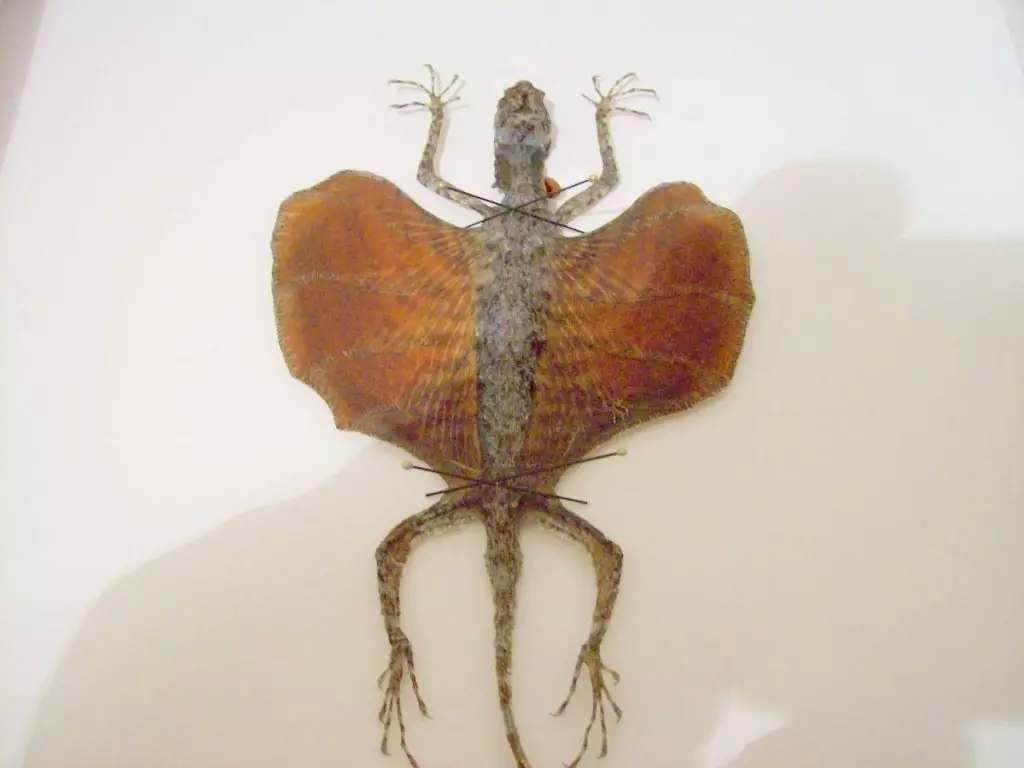 Dhiragoni yakajairika, inobhururuka inobhururuka (Draco volans)