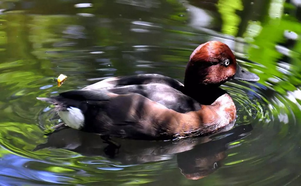 The iris of the eyes in drakes has a yellowish-white color, and from a distance it seems white, which is why birds are called white-eyed.