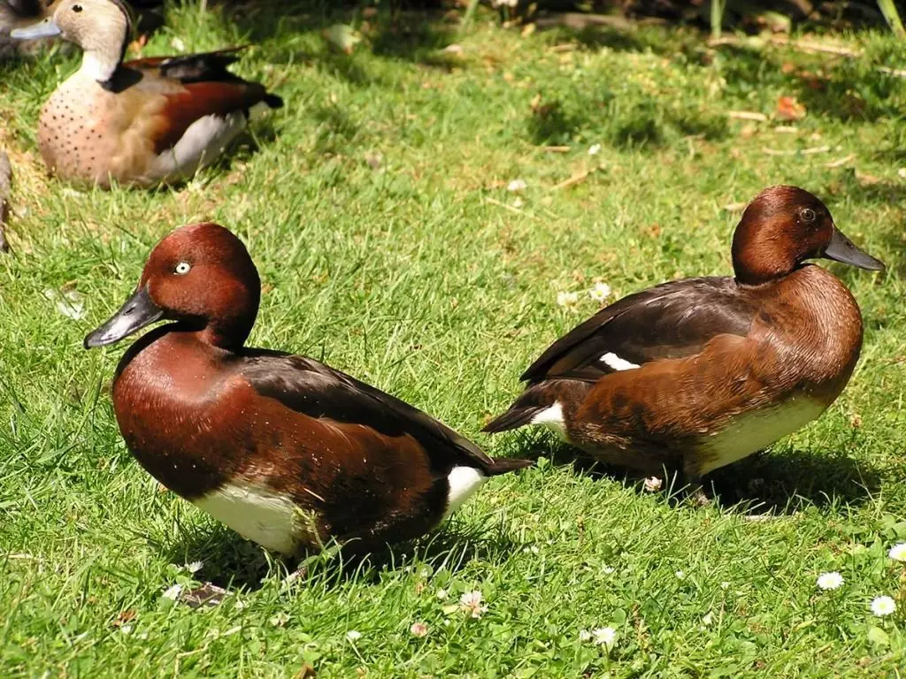 In nature, ducks keep in pairs or small groups.