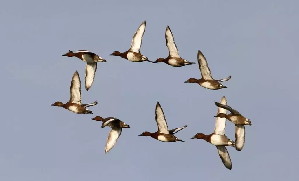 White-eyed ducks fly well and quickly, take off from the water more easily than other species.