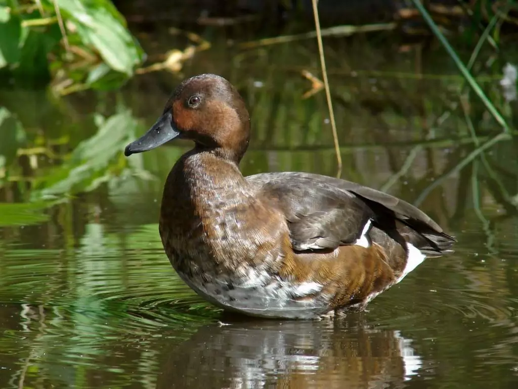 The white-eyed duck is a unique bird belonging to the group of globally rare vulnerable species with a diminishing range and number.