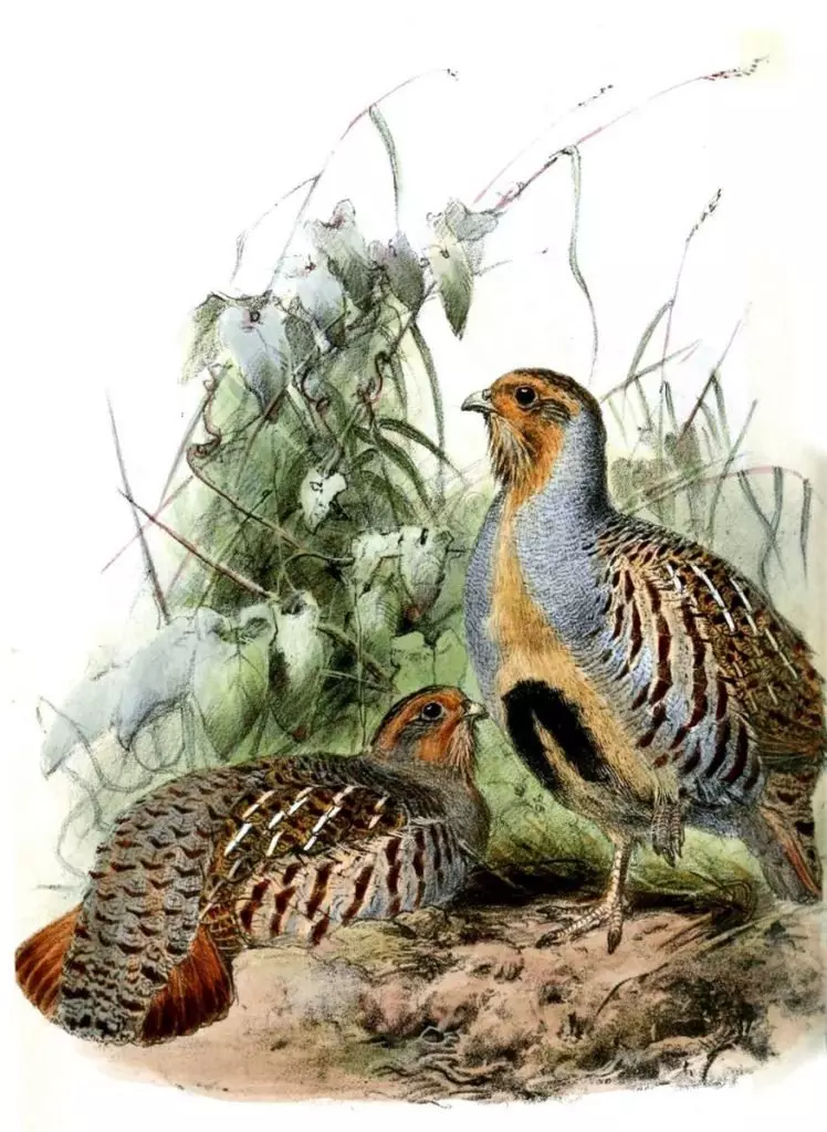 Partridge (Perdix daurica).