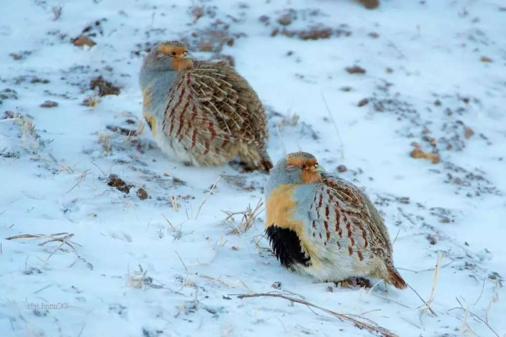 La subespecie de perdiz barbuda figura en el Libro Rojo de Rusia.